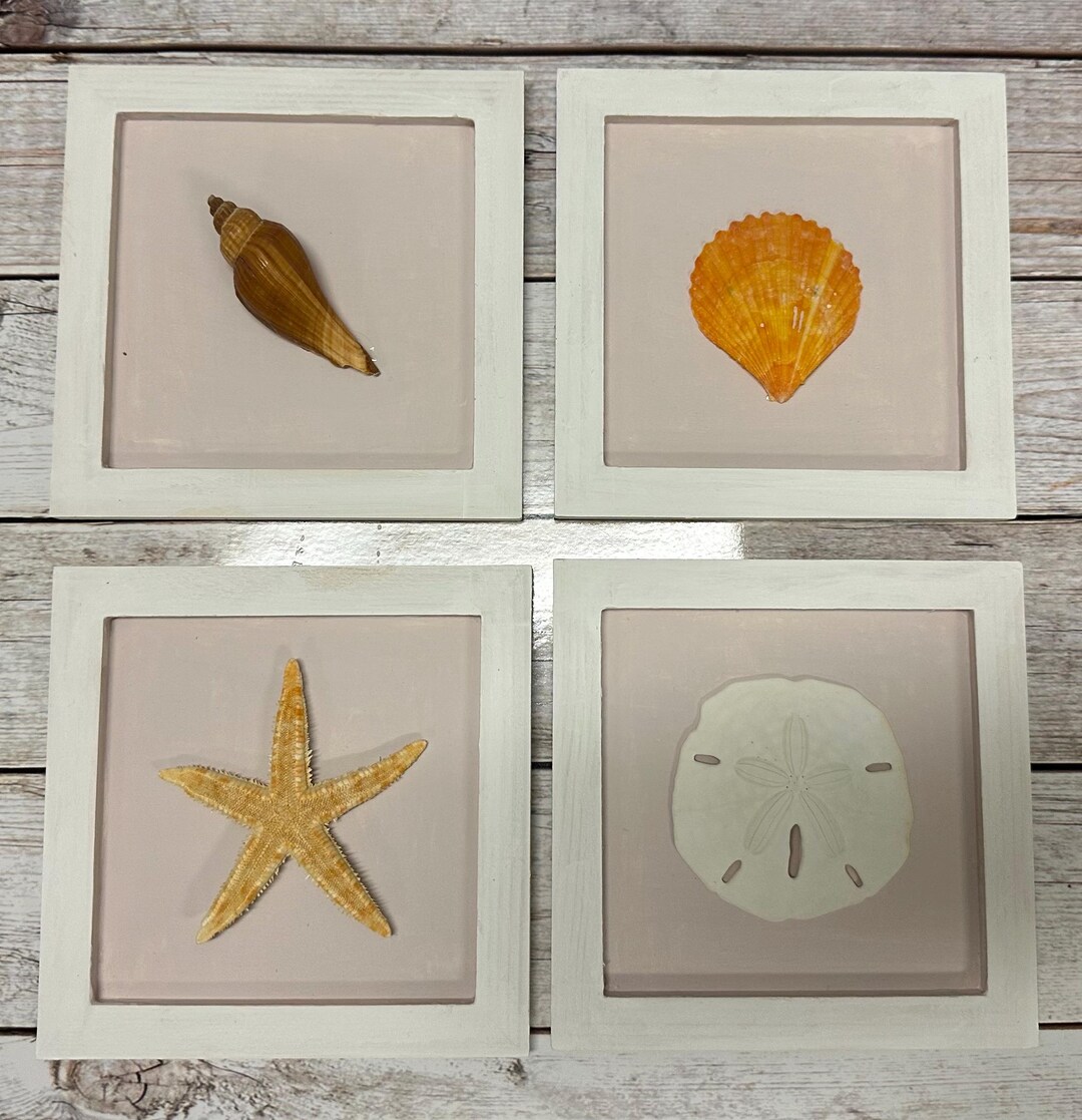 A Set of 4, 6x6” Seashells in Shadow Boxes, Beach Decor, Icean Decor ...