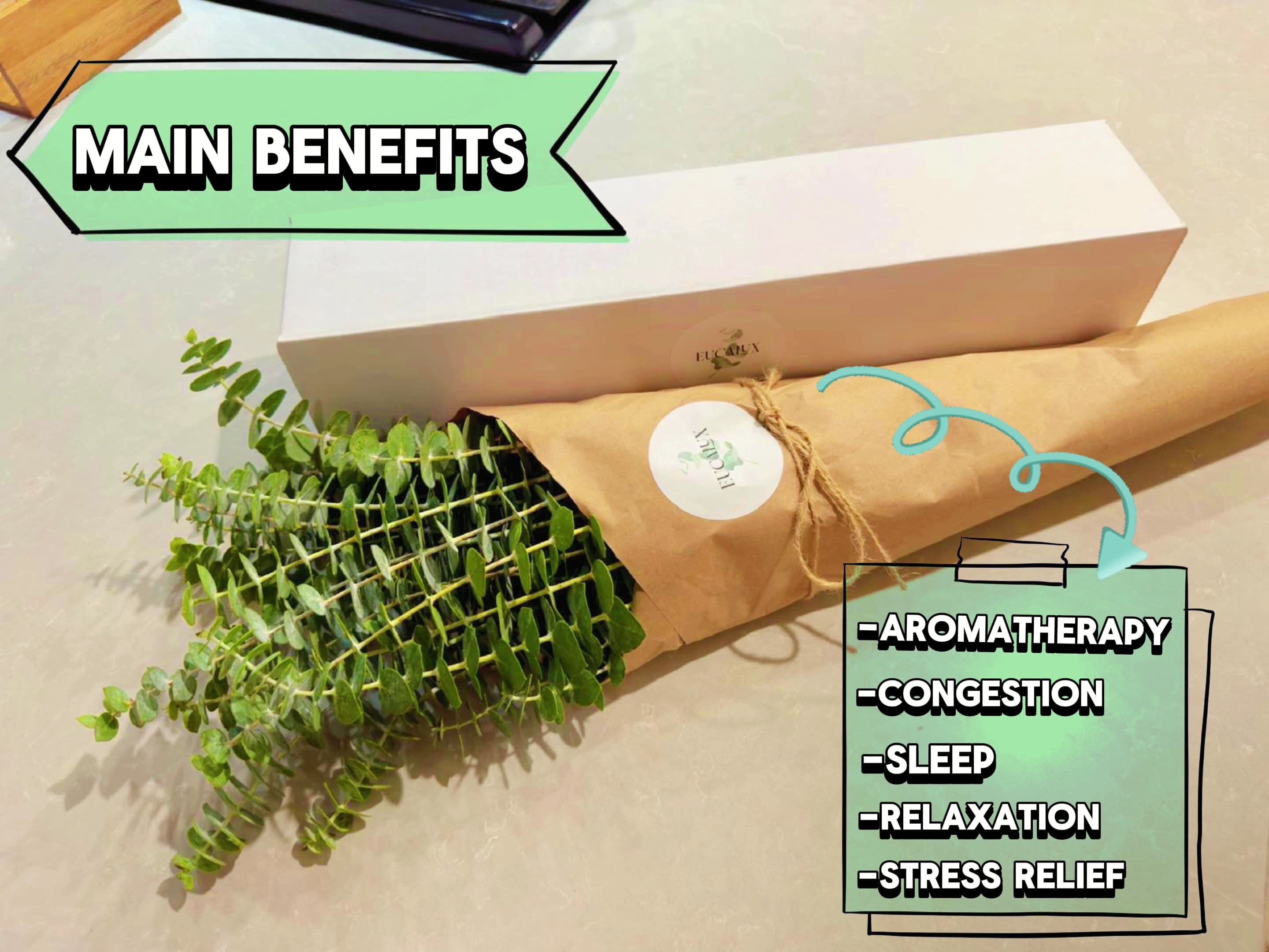 Eucalyptus Shower Bundle Fresh 17 Large Bundle Ideal for Shower Hanging ...