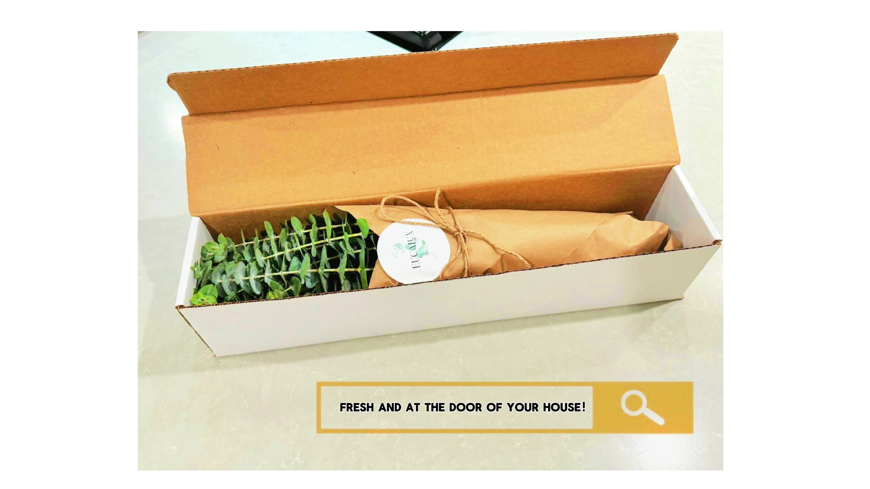Eucalyptus Shower Bundle Fresh 17 Large Bundle Ideal for Shower Hanging ...