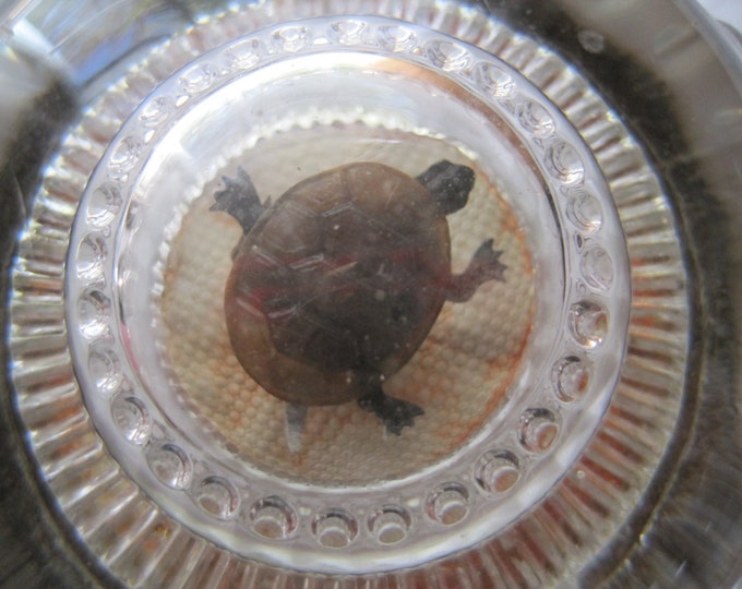 Antique Glass Paperweight - Gillinder Wiggle Turtle 1800s - Etsy