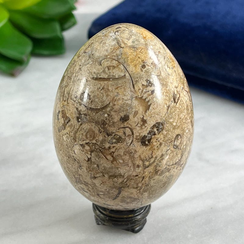 Fossil Stone - Etsy