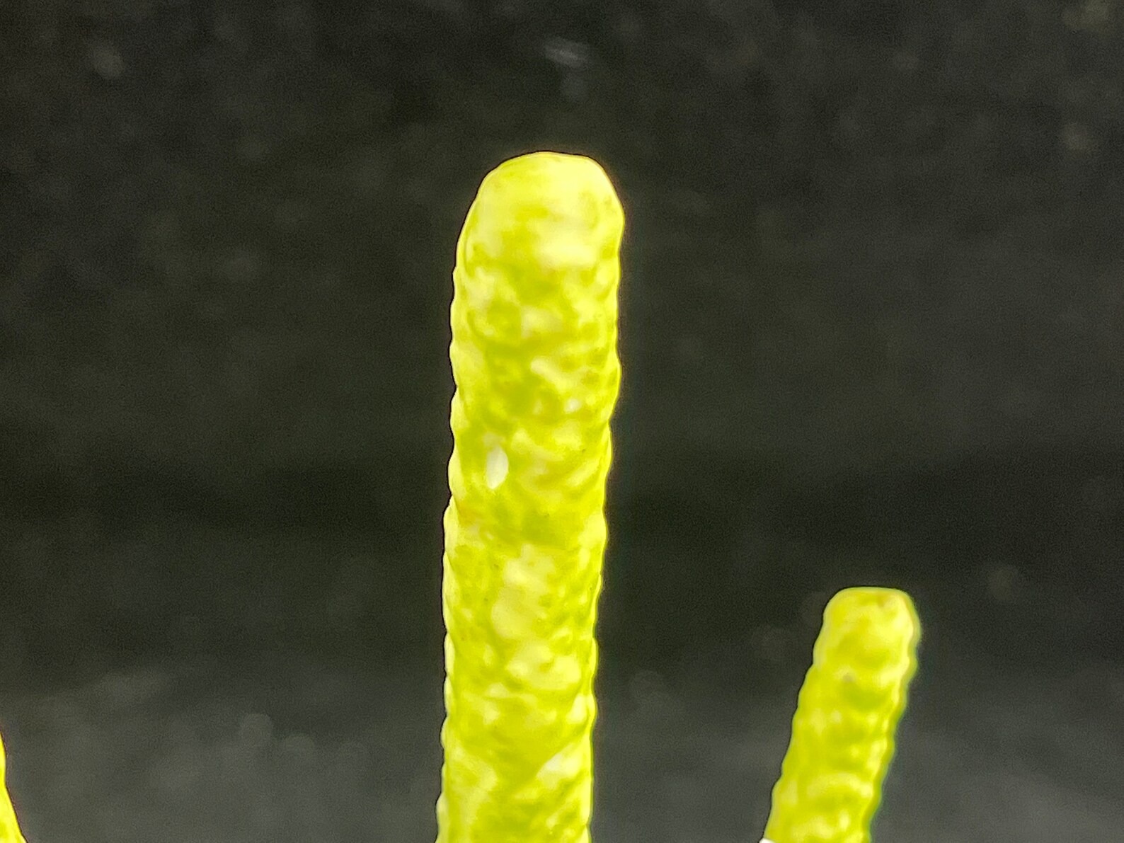 Royal Worcester Fish Figurine - Spade Fish With Coral 3579, R. Van ...