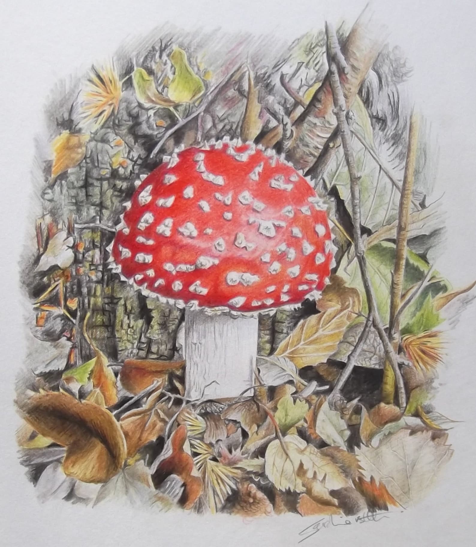 Toadstool an Original Drawing in Colour Pencil - Etsy