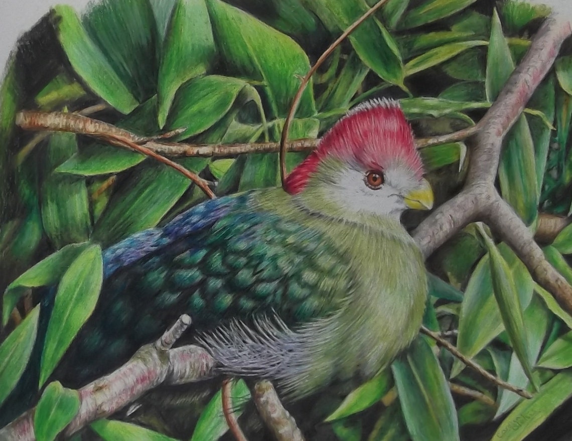 Turaco Original Drawing in Coloured Pencil - Etsy