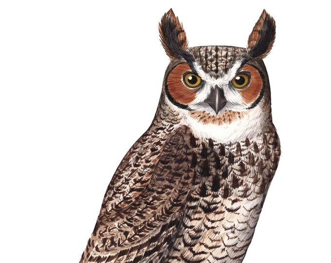 Great Horned Owl original Watercolor - Etsy