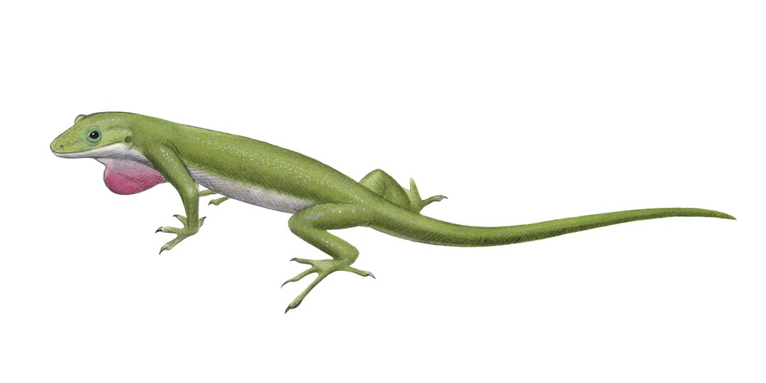 Green Anole (original Watercolor) - Etsy