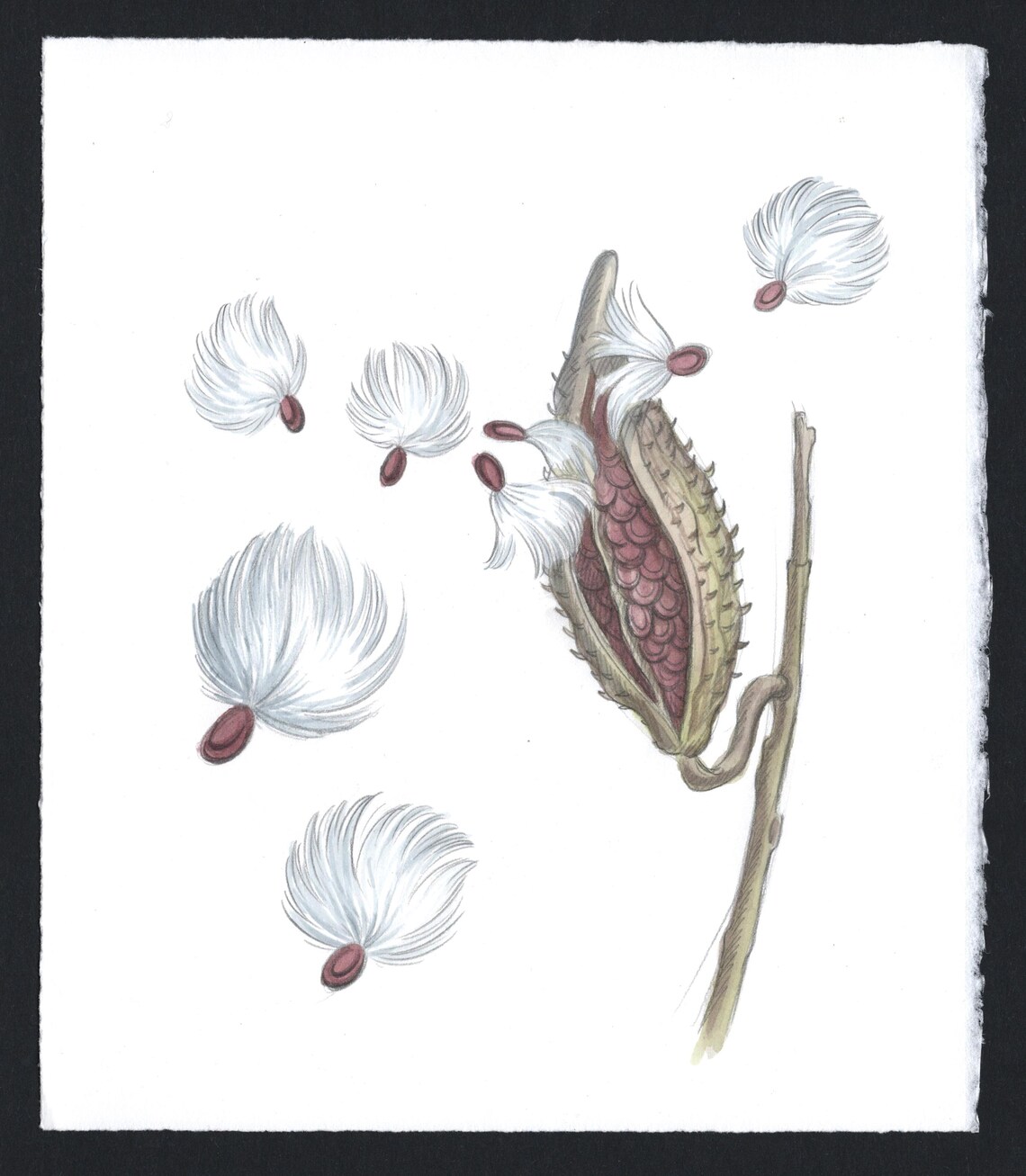 Common Milkweed Pod and Seeds, Original Watercolor & Pencil Sketch - Etsy