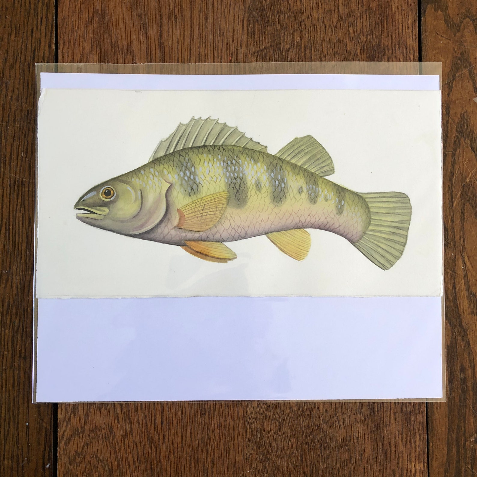 Buy Yellow Perch original Watercolor Online in India - Etsy