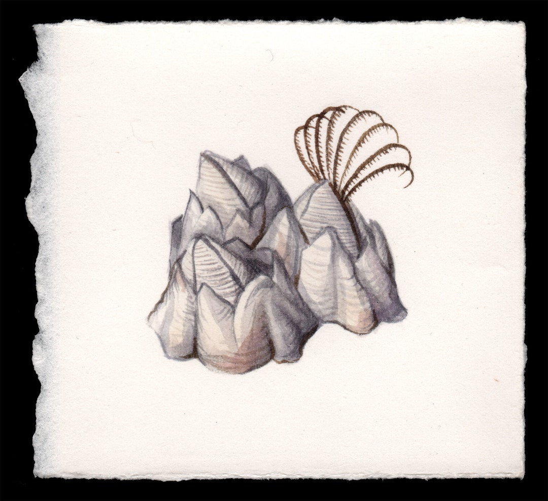 Ivory Barnacle, Original Watercolor Painting - Etsy