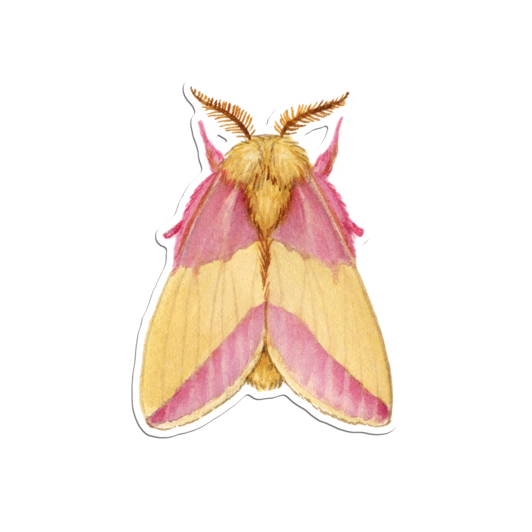 Rosy Maple Moth Vinyl Sticker - Etsy
