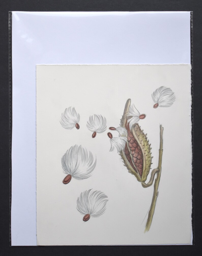 Common Milkweed Pod and Seeds, Original Watercolor & Pencil Sketch - Etsy