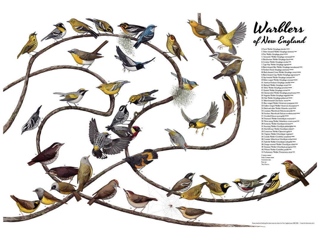 Warblers of New England, Signed Poster 18x24" - Etsy