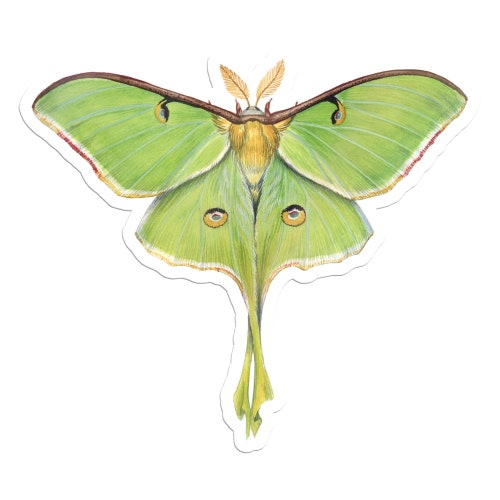 Luna Moth Die-cut Stickers Vinyl Sticker Nocturnal Moon Moth - Etsy