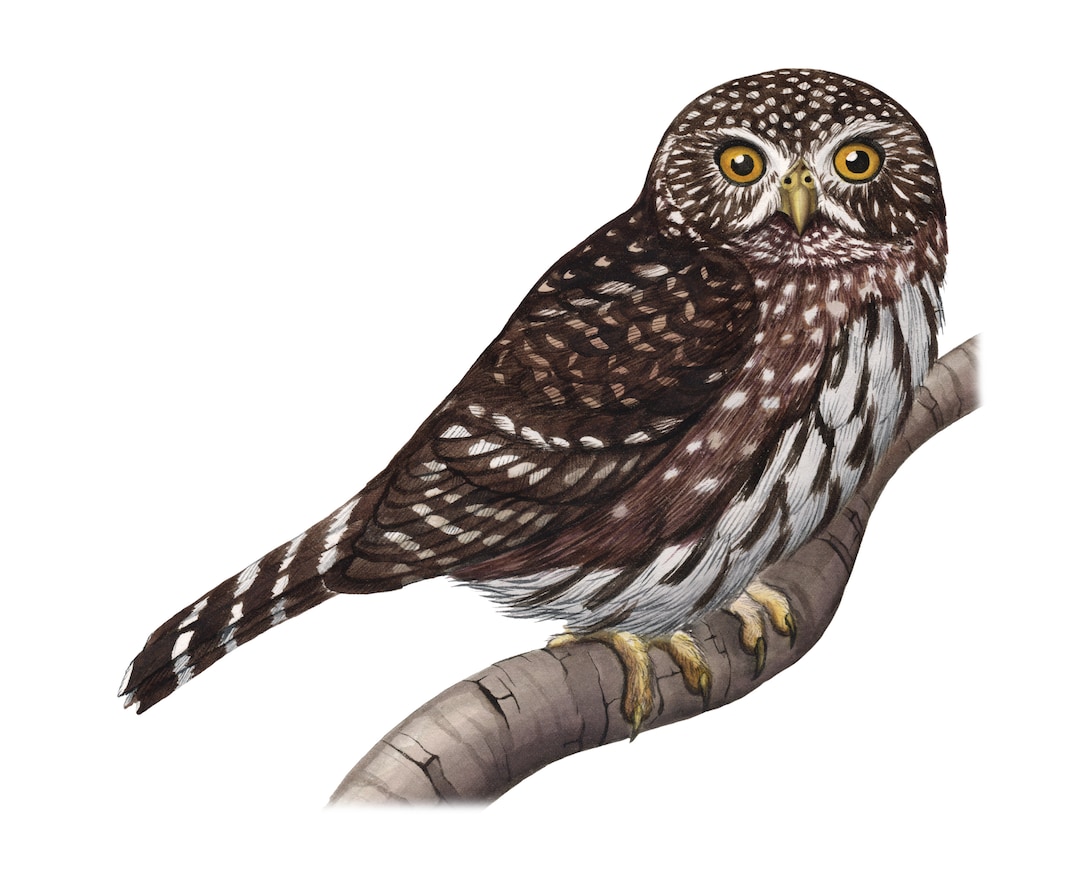 Northern Pygmy Owl (original Watercolor) - Etsy