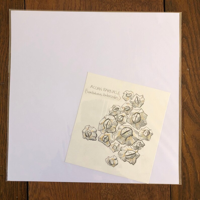 Acorn Barnacles original Colored Pencil - Etsy