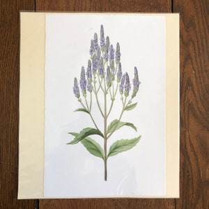 Blue Vervain (original Watercolor) - Etsy