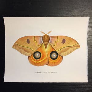 Randa's Eyed Silkmoth (automeris Randa) - Etsy