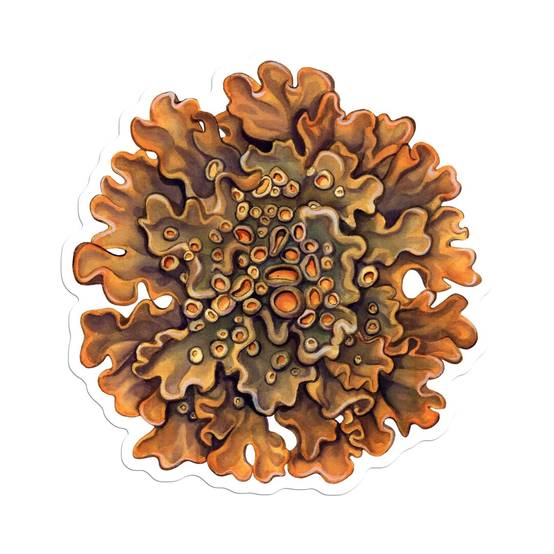 Sunburst Lichen Vinyl Sticker (transparent Border) - Etsy