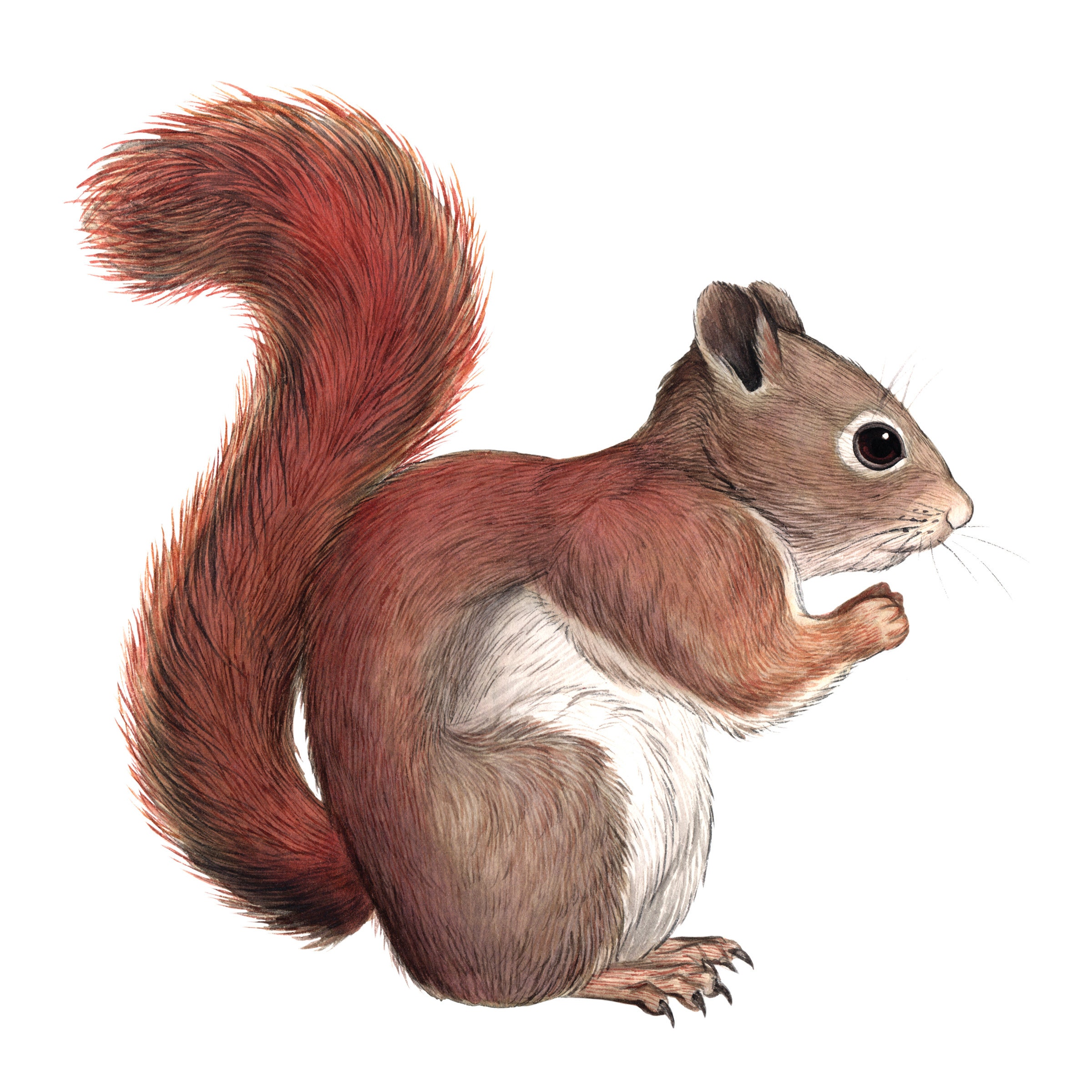 American Red Squirrel Drawing