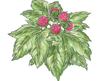Raspberry Colored - Etsy