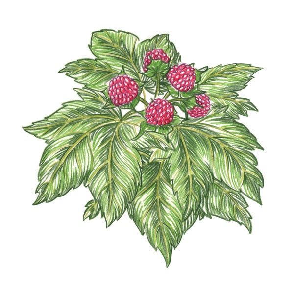 Raspberry Colored - Etsy