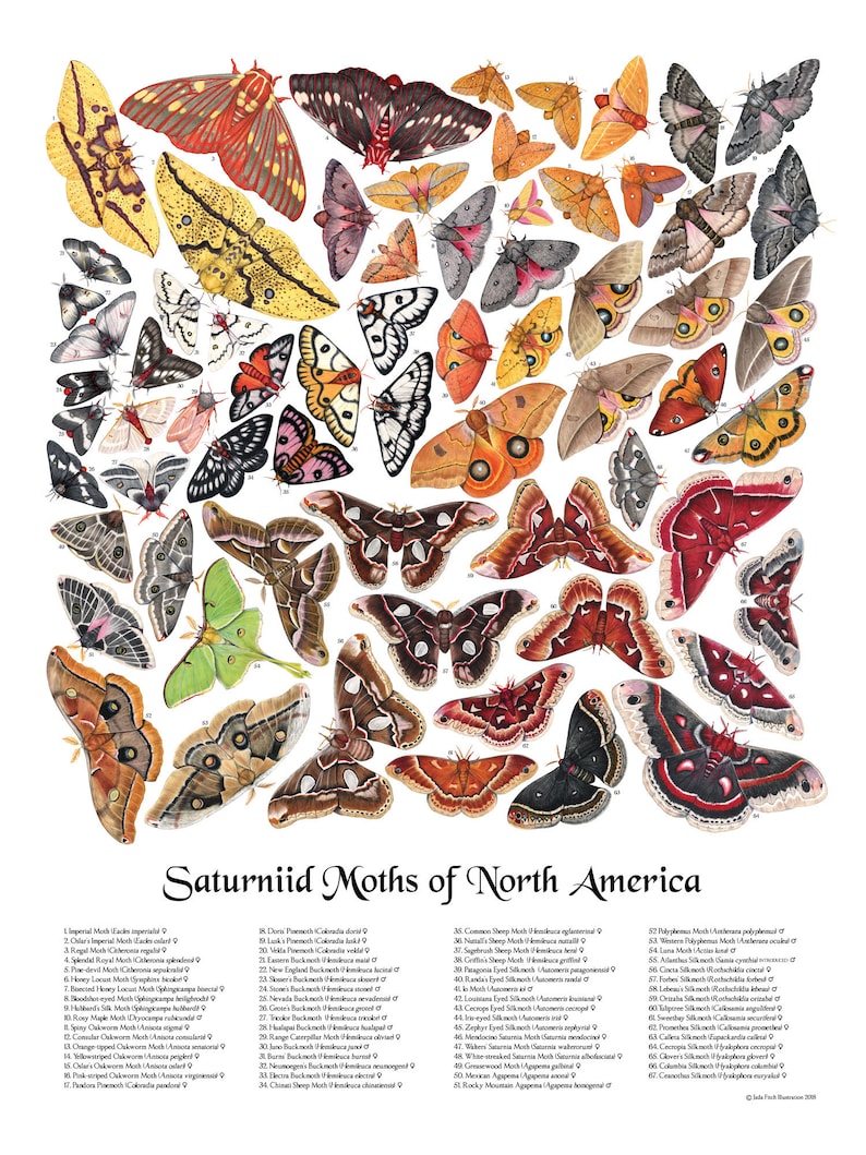 Saturniid Moths of North America, Signed Poster 18x24" - Etsy