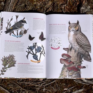 The Forest Revealed: an Illustrated Year, Signed Copy - Etsy
