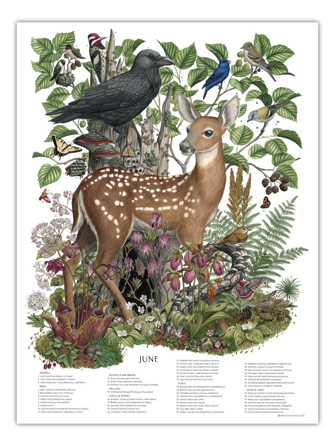 JUNE, Signed Poster 18x24" - Etsy
