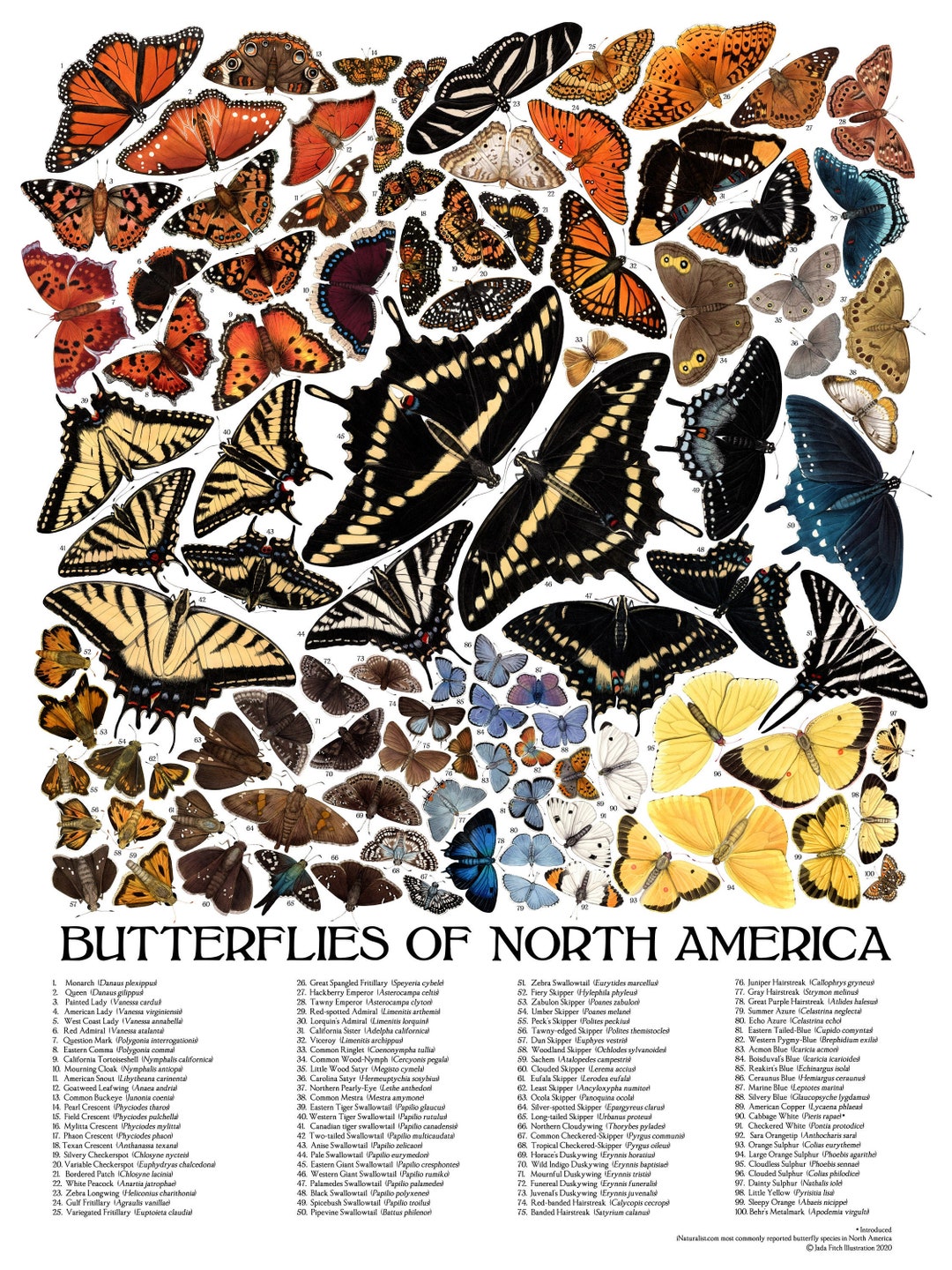 Butterflies of North America, Signed Poster 18x24" - Etsy