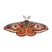 Randa's Eyed Silkmoth automeris Randa - Etsy