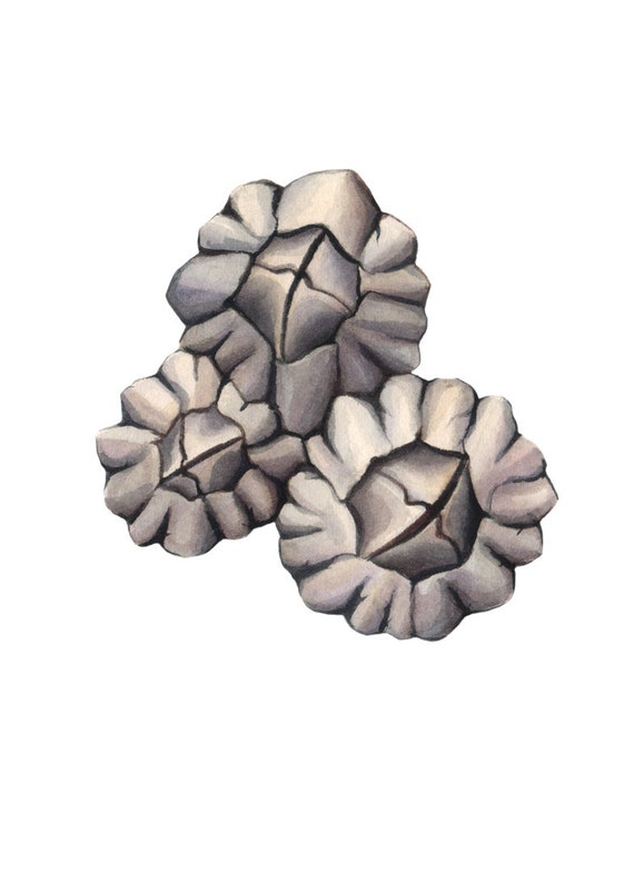 Rock Barnacle