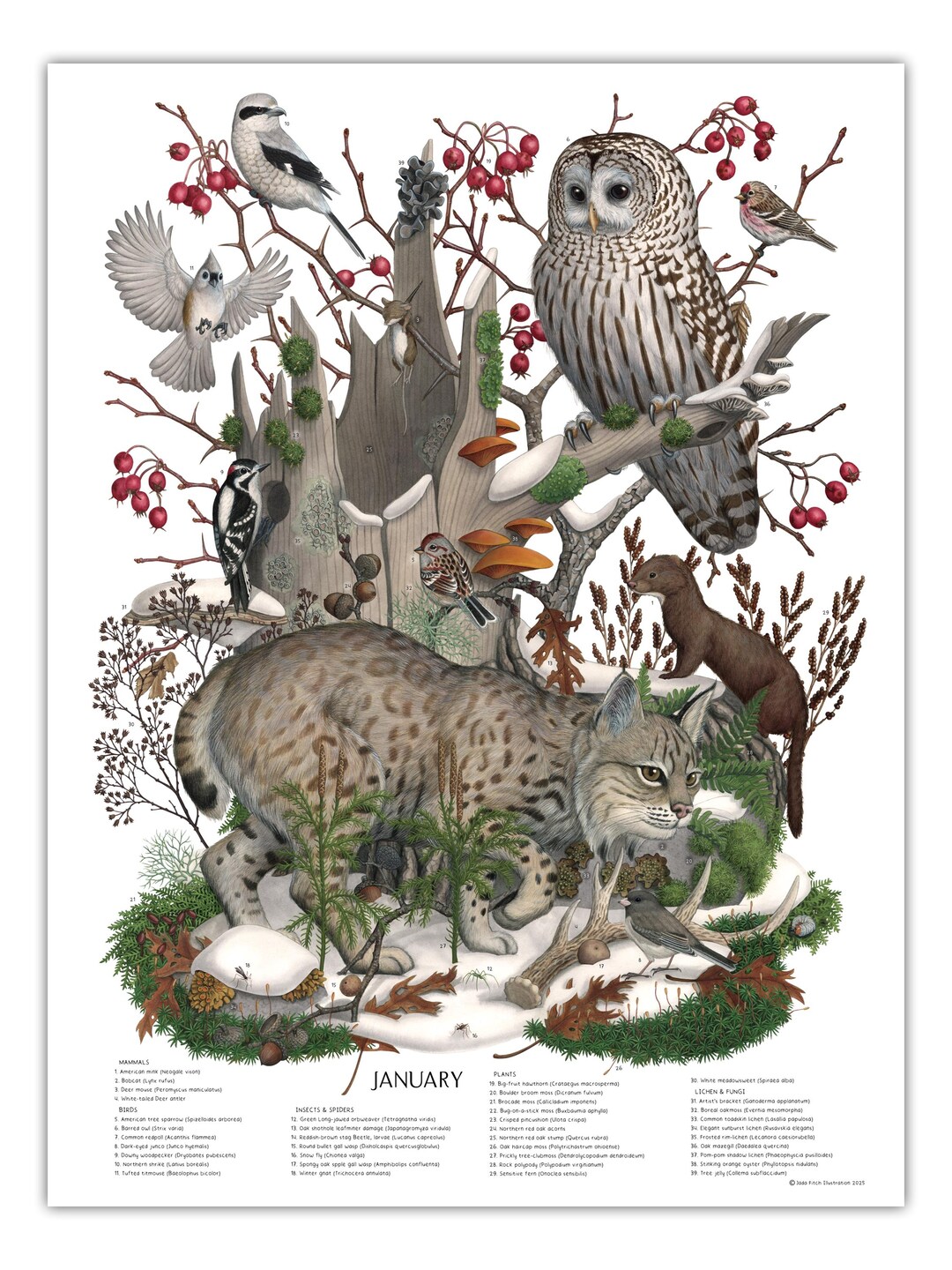 JANUARY, Signed Poster 18x24" - Etsy