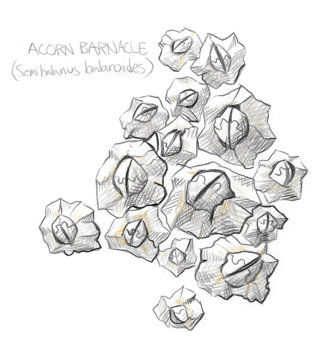 Acorn Barnacles (original Colored Pencil) - Etsy