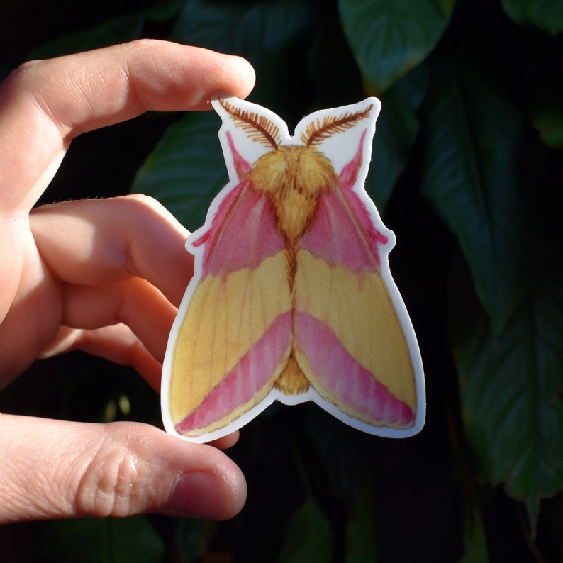Rosy Maple Moth Vinyl Sticker - Etsy