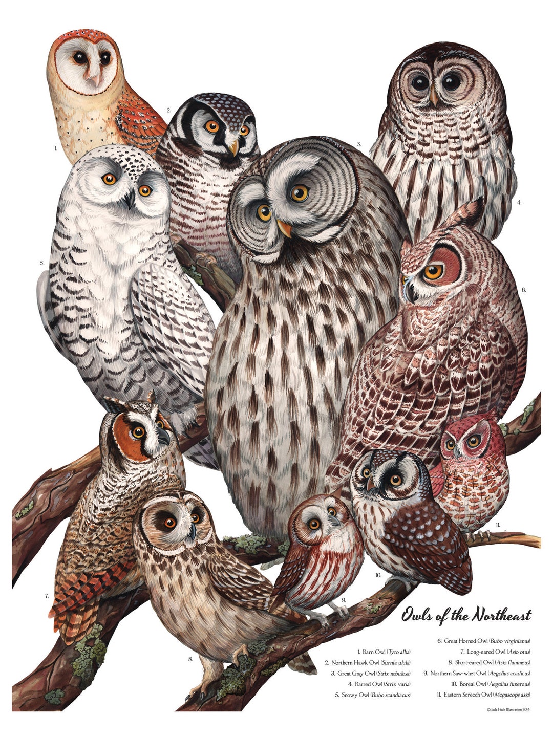 Owls of the Northeast, Signed Poster 18x24" - Etsy