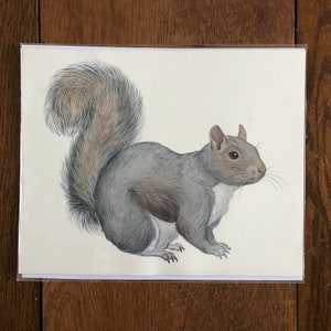 Gray Squirrel (original Watercolor) - Etsy