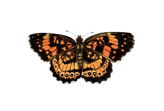 Silvery Checkerspot Butterfly