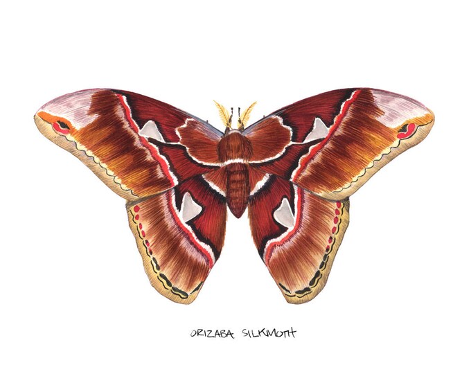 Rare Female Saturn Moth Framed Taxidermy Salassa Thespis - Etsy