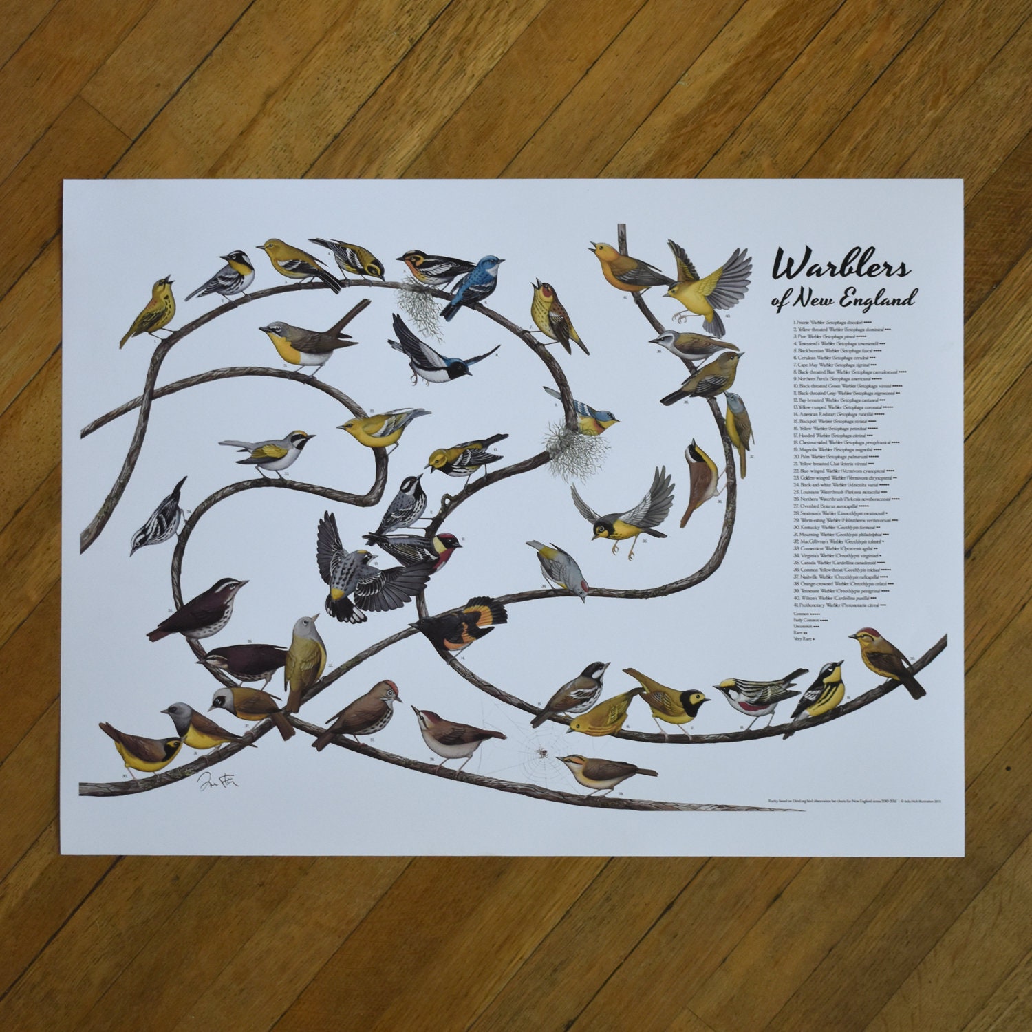 Warblers of New England signed poster 18X24 | Etsy