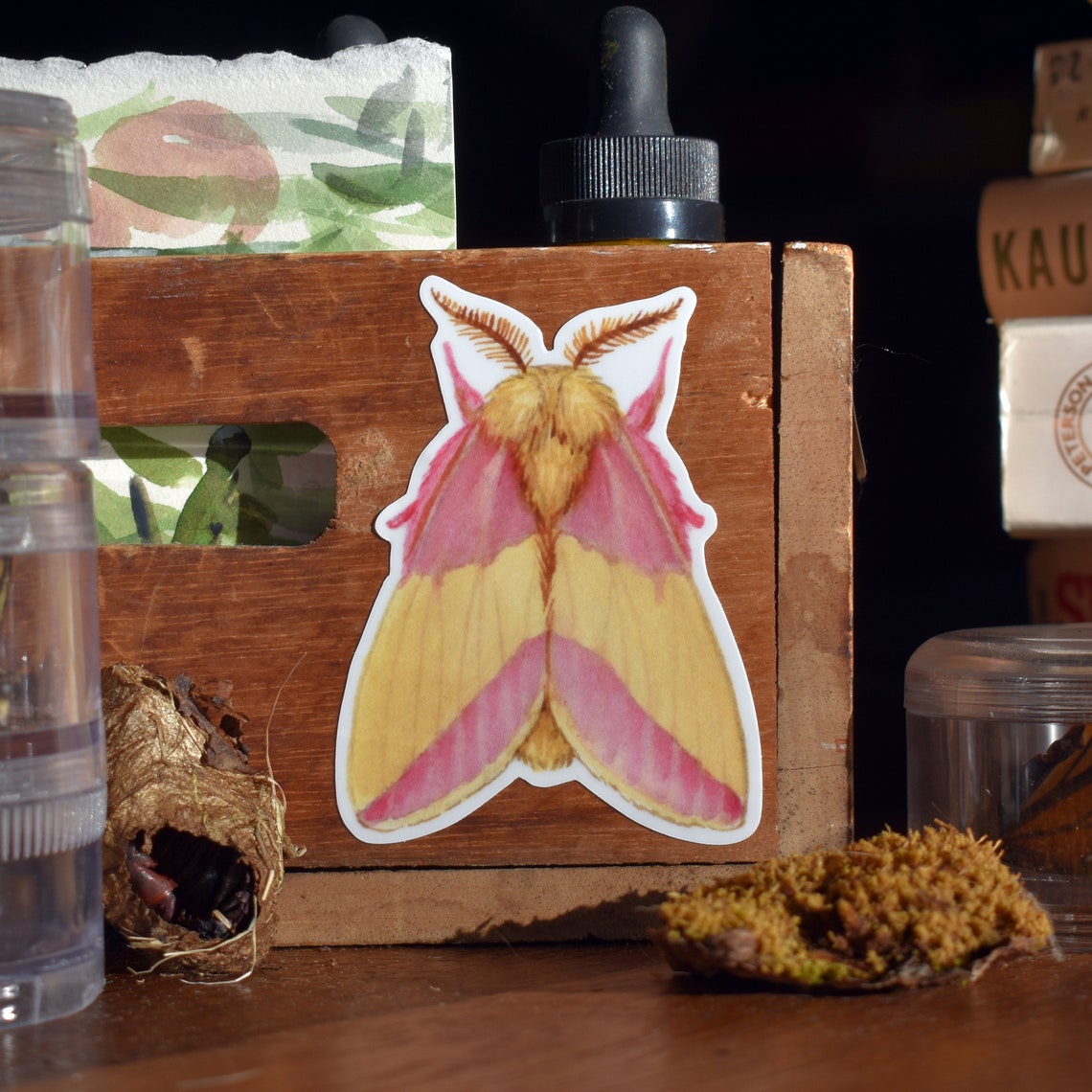 Rosy Maple Moth Vinyl Sticker - Etsy