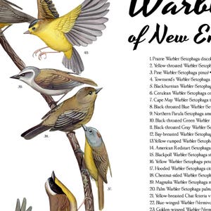Warblers of New England, Signed Poster 18x24" - Etsy