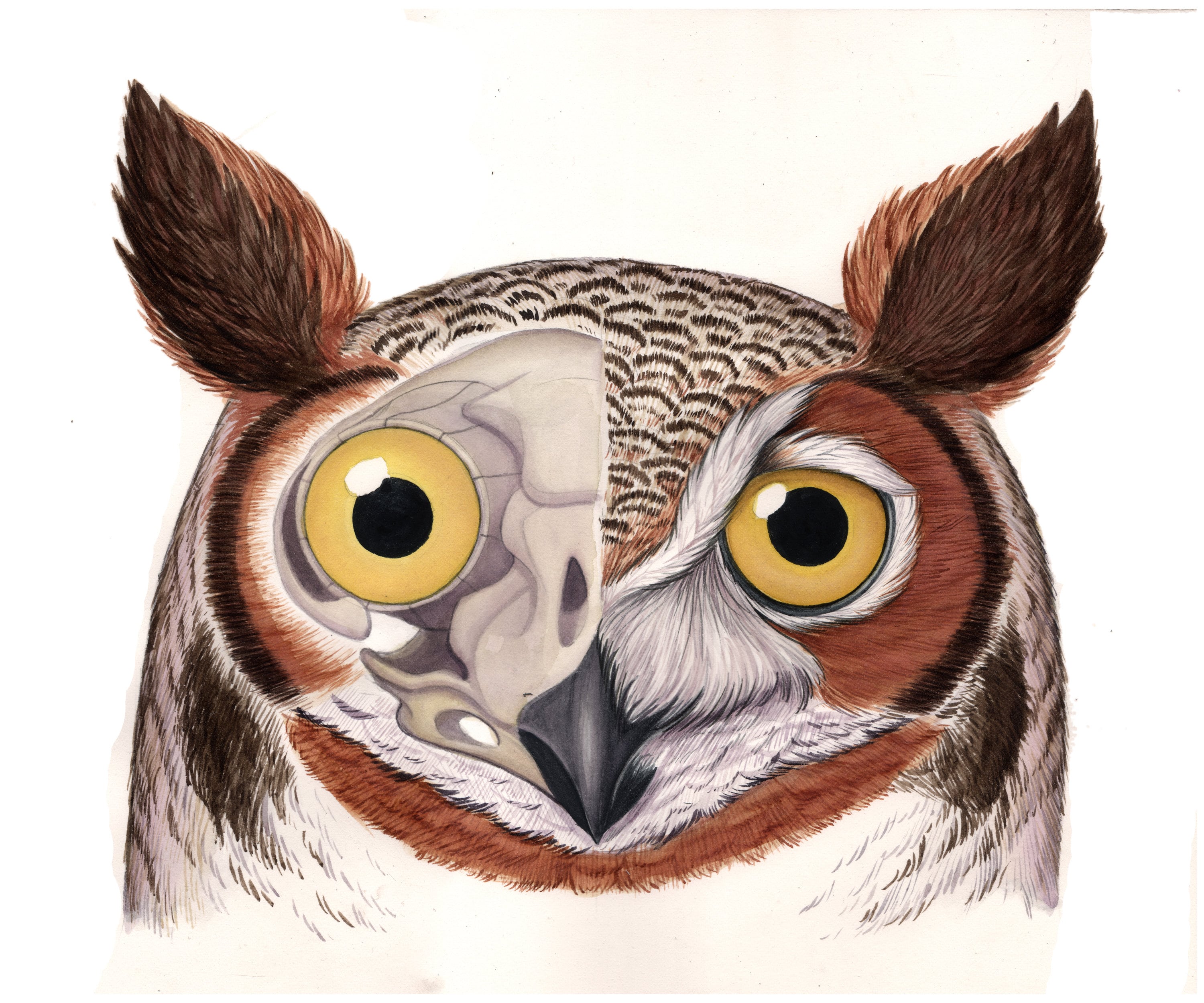 Barn Owl Eyes Drawing