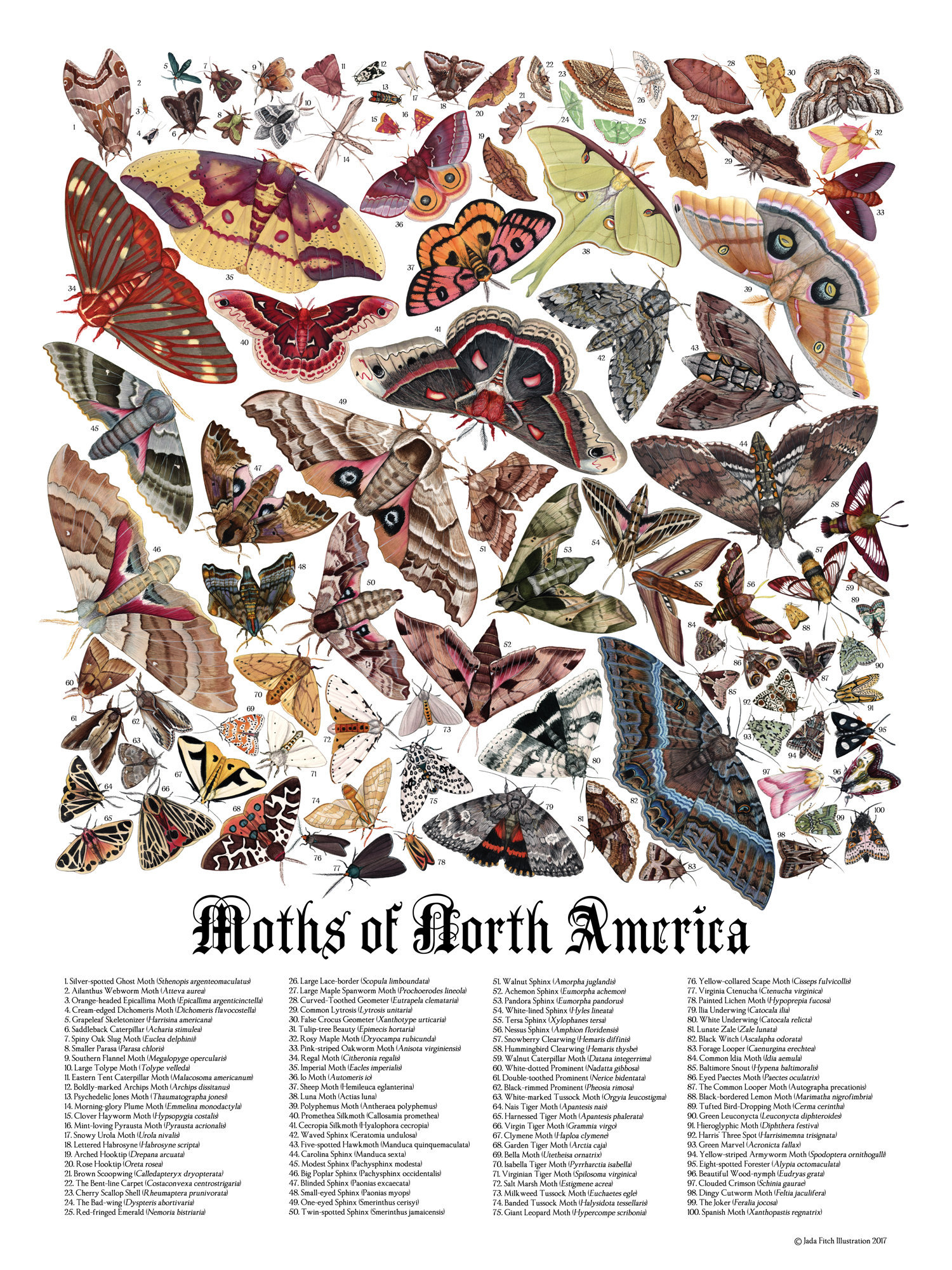 Moths of North America signed poster 18X24 | Etsy