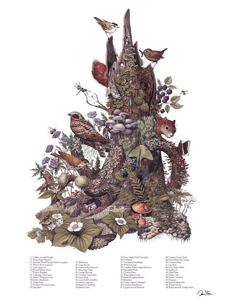 Stump with Species List Signed Poster 18x24 - Etsy
