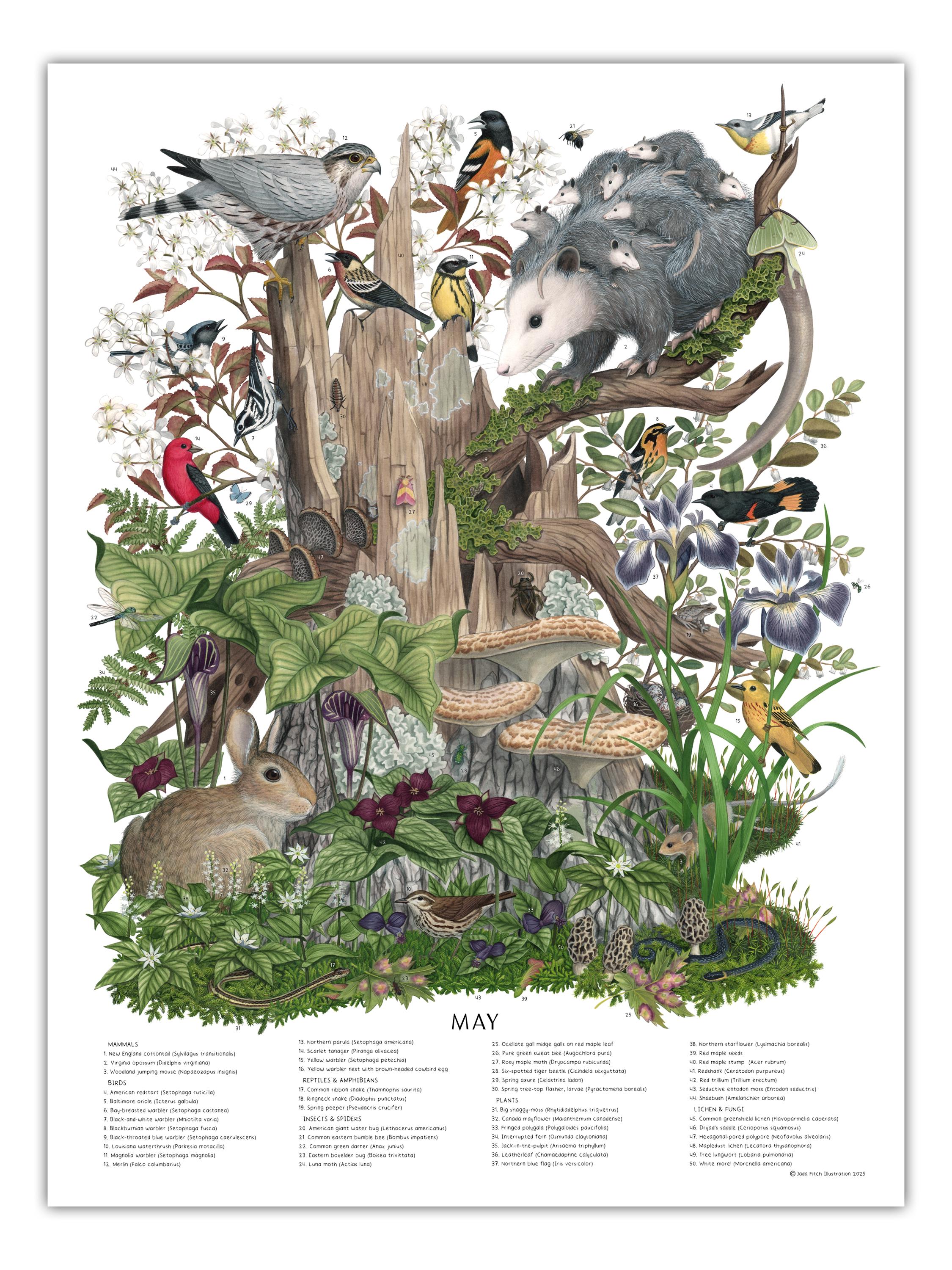 MAY, Signed Poster 18x24" - Etsy