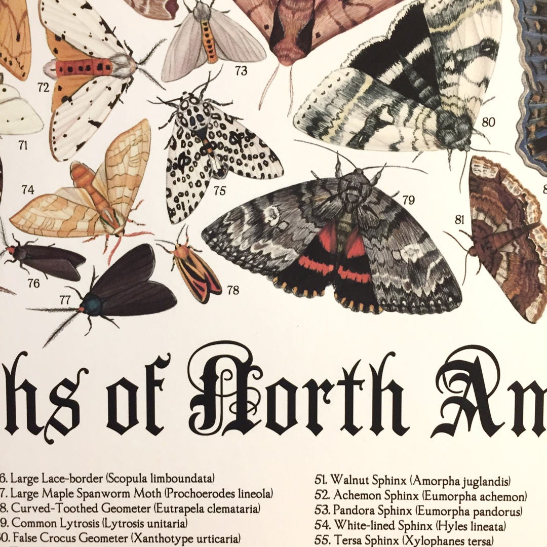 Moths of North America signed poster 18X24 | Etsy