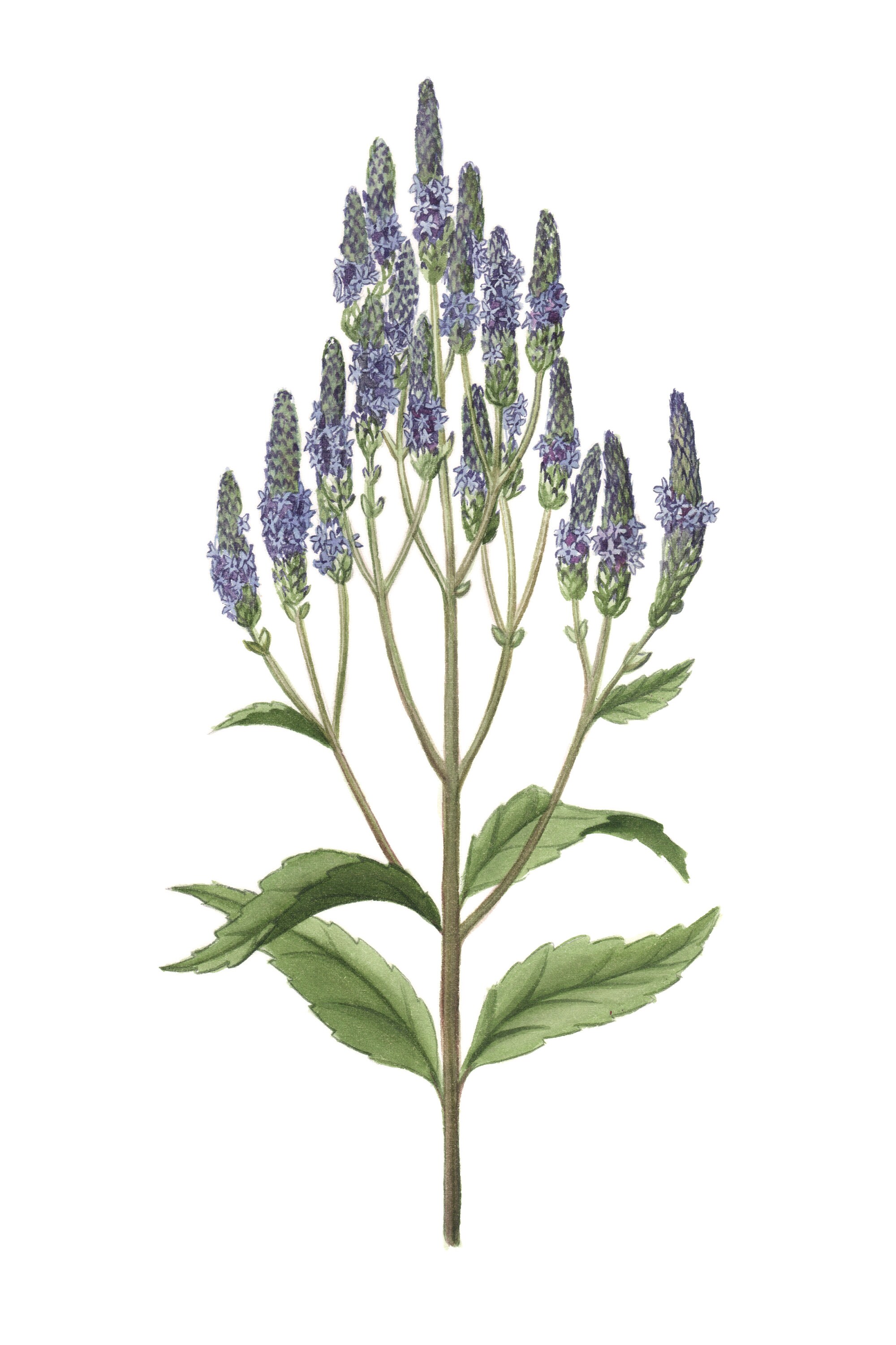 Blue Vervain original Watercolor | Etsy Ireland