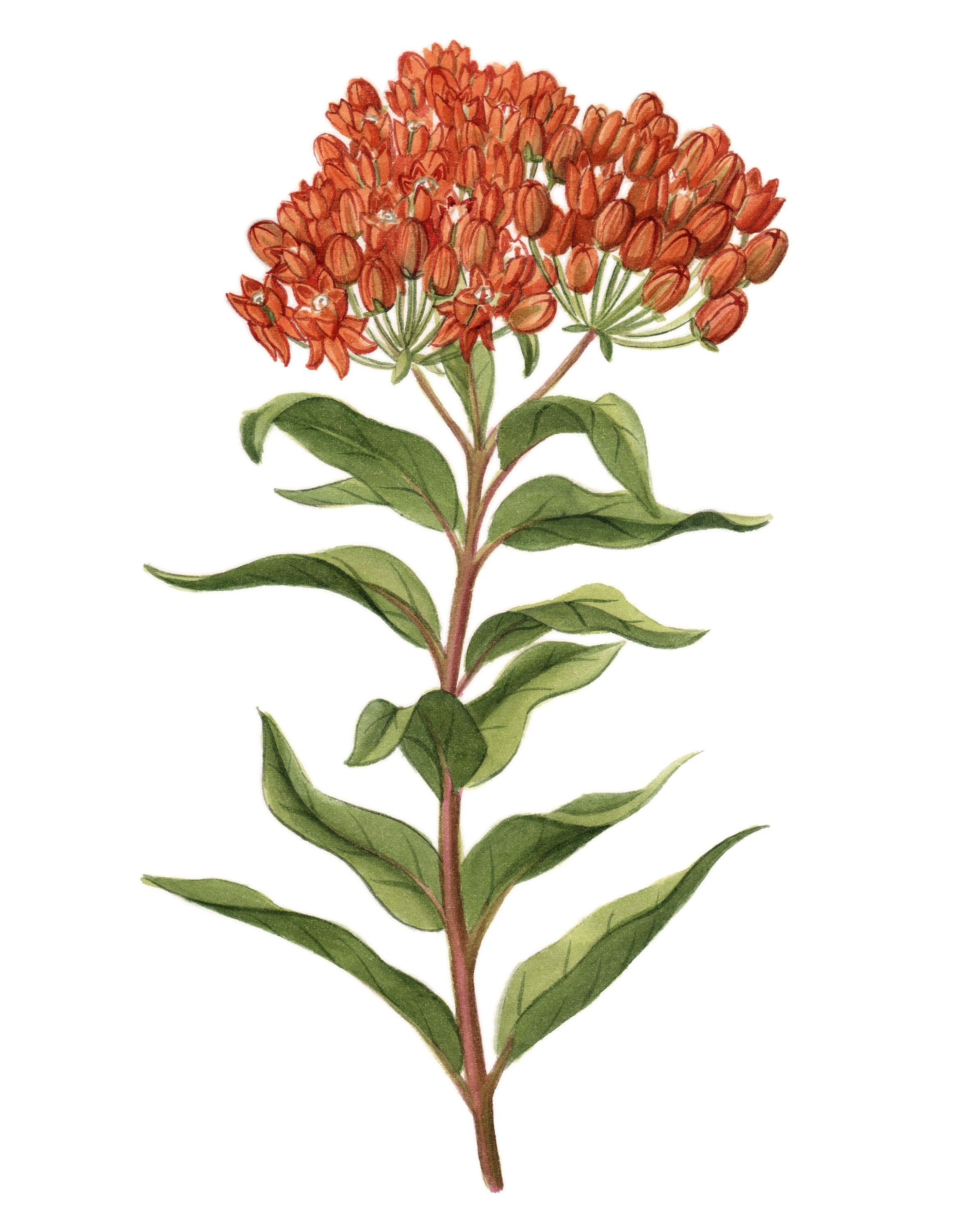 Butterfly Weed Drawing