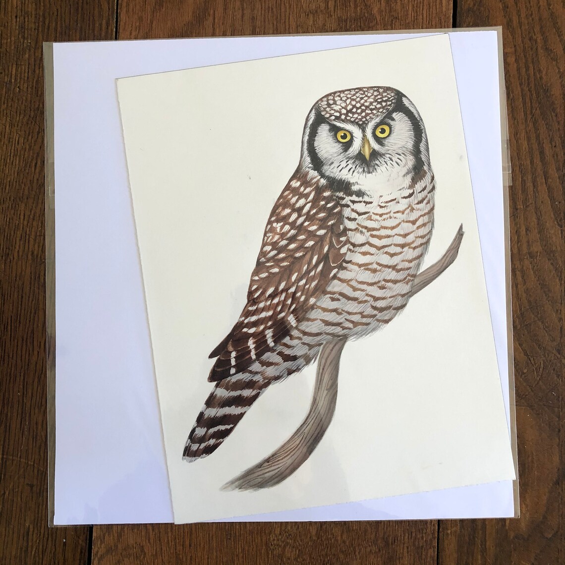 Northern Hawk Owl (original Watercolor) - Etsy