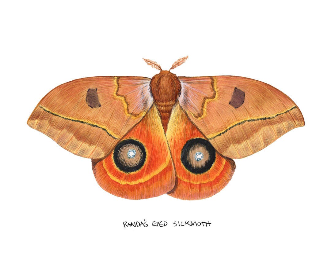 Randa's Eyed Silkmoth (automeris Randa) - Etsy